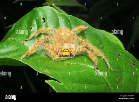 David Bowie Spider Stock Photo Alamy