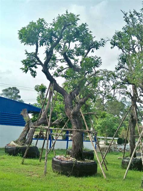 ต้นพยอม หน้า22นิ้ว ฟอร์มสวยๆครับ ไม้ลีลา ไม้ฟอร์มสวย ไม้มงคล ไม้ใหญ่ ไม้ขุดล้อม ย้ายไม้