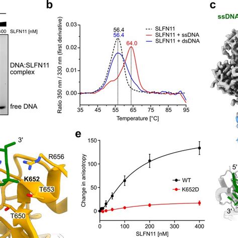 Slfn11 Binding To Dna A Ssdna And Dsdna Binding Ability Of Slfn11 Download Scientific Diagram