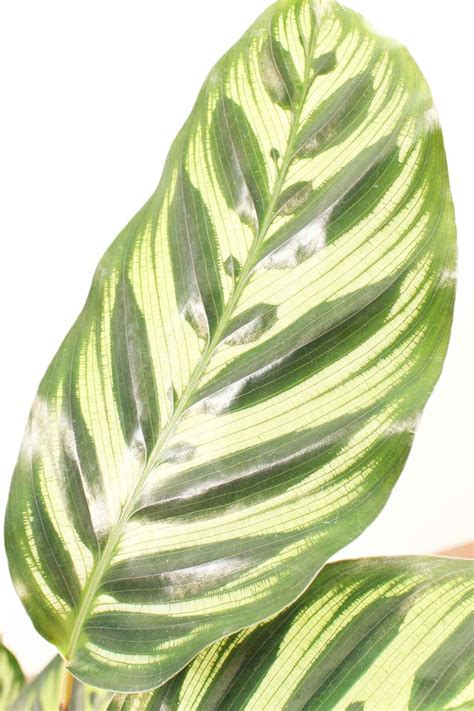 観葉植物カラテア マコヤナ 6号THE GOOD FLOWER JAPAN