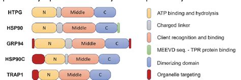 Figure 2 From The Hsp90 Paralog Trap1 Oligomerizes Into An