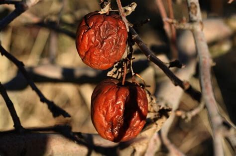 Page 9 Walnut Tree Diseases Images Free Download On Freepik