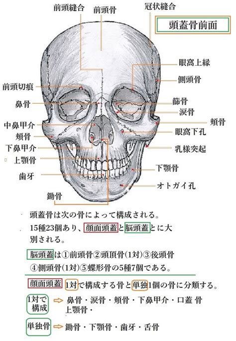 頭蓋骨 Cranial Bones 解剖学ノート