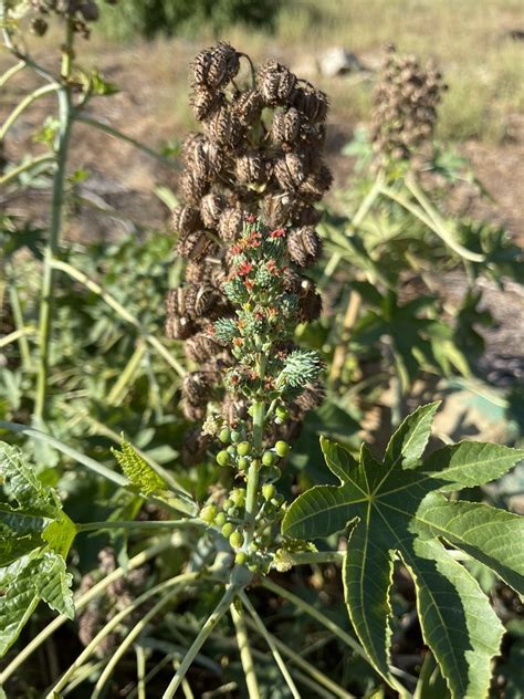 方舟子 On Twitter 今日所见野花：夹竹桃 Oleander 、蓖麻 Castor Bean 、浆果滨藜 Berry Saltbush 、头穗莎草 Tall Flatsedge 。