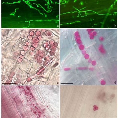 1b Axenic Cultures Of Sebacinales Fungi Were Grown On Myp Medium