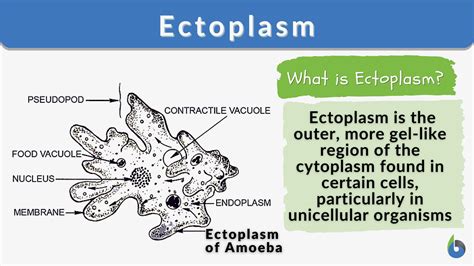 Ectoplasm Definition And Examples Biology Online Dictionary