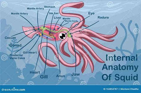 Squid Anatomy