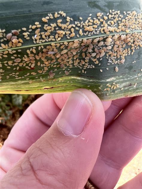 What Insect Are These Eggs From Rinsects