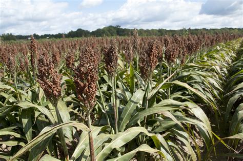 Low Tannin Sorghum Has Potential For Poultry Feed All About Feed