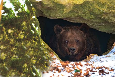 Descubre Que Un Oso Hibernó Debajo De Su Casa Uniradio Informa