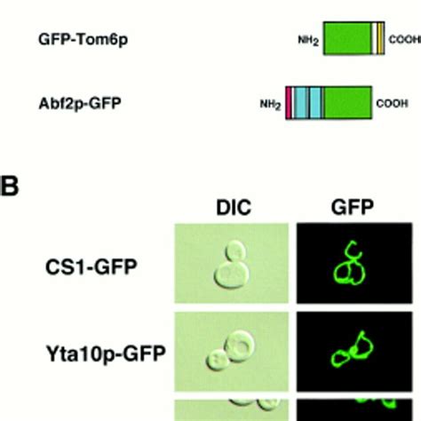 gfp fusion proteins targeted to mitochondria a diagrammatic