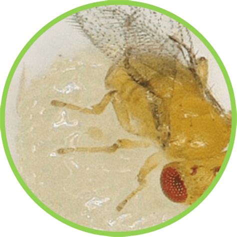 Трихограма Органик Инвест Био Защита