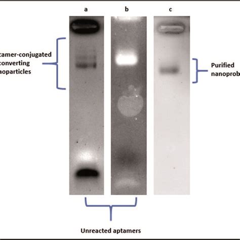 Electrophoretic Behaviour Of Upconverting Nanoparticles Modified With Download Scientific
