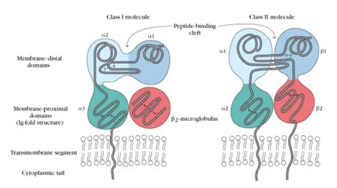 浙江时迈药业有限公司