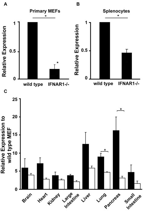 Stat Expression In Primary Ifnar Deficient Cells Wild Type And Strain