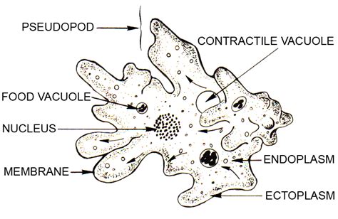 Difference Between Ectoplasm And Endoplasm Compare The Difference