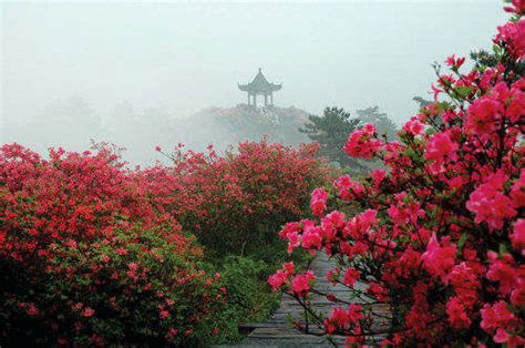 节百里杜鹃 百里鹃湖 毕节百里鹃 大山谷图库