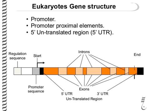 281 Lec14 Eukaryptictranscription