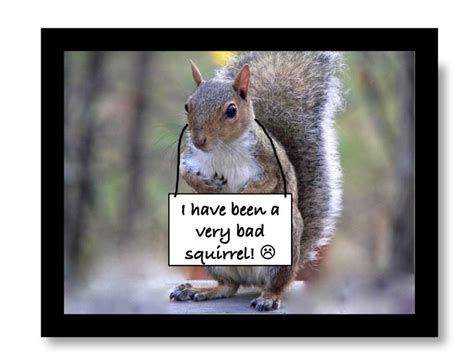 Squirrel Proof Outdoor String Lights Outdoor Lighting Ideas