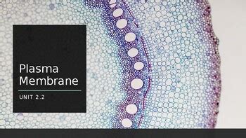 Plasma Membrane Ppt By The Fun Biology Teacher TPT