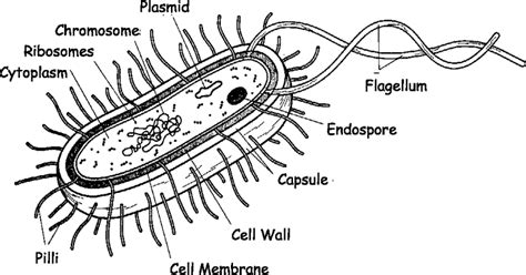 Bacteria Structure Diagram Labeled Types Of Bacteria Chart