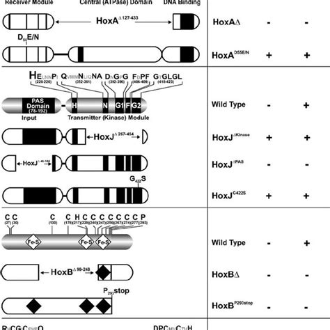 Primary Structure Of The Hydrogenase Specific Regulatory Proteins And