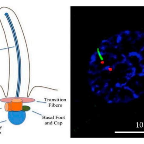 Primary Cilia Structure The Axonemes Of Primary Cilia Are Anchored On Download Scientific