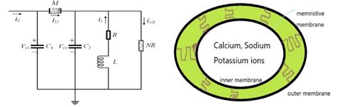 Nonlinear Dynamics On Linkedin Neuralcircuits Memristiveneurons Biosystemdynamics Memristors…