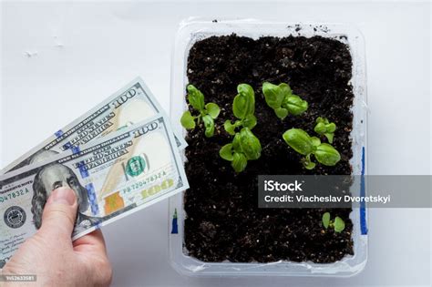 비싼 유기농 식품 개념 플라스틱 용기에서 자라는 마이크로 그린 100에 대한 스톡 사진 및 기타 이미지 100 개념 건강한 생활방식 Istock