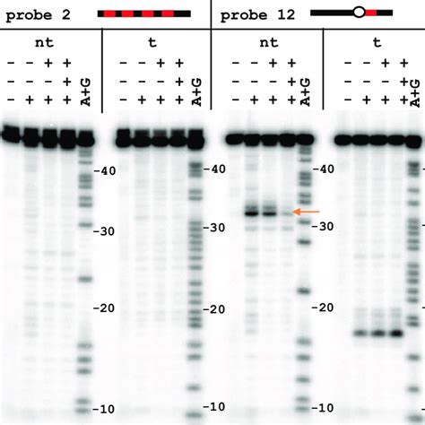 Examination Of Dcas9 Sgrna Interactions With Duplex And Mismatched Download Scientific Diagram