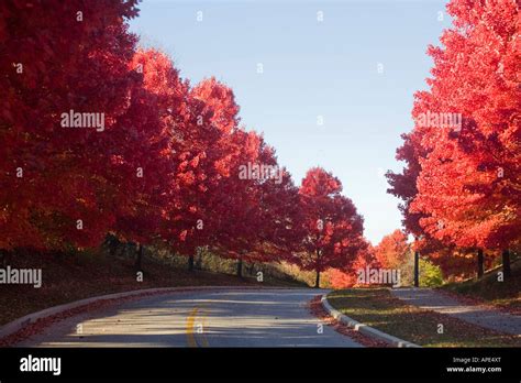 A Tree Lined Street On An Autumn Day Stock Photo Alamy