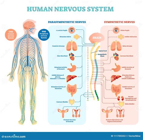 Het Menselijke Diagram Van De Zenuwstelsel Medische Vectorillustratie Met Parasympathetic En