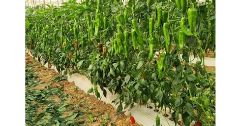 Студът в Мароко намалява производството на пипер Български Фермер