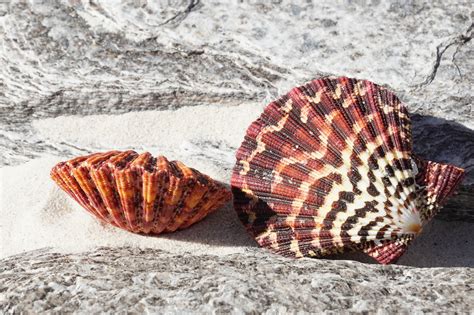 Pecten Pallium 4 Pair Pack