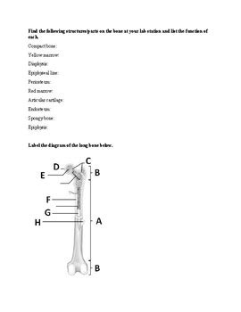 Bone Lab By Nicole S Science Scribbles Teachers Pay Teachers