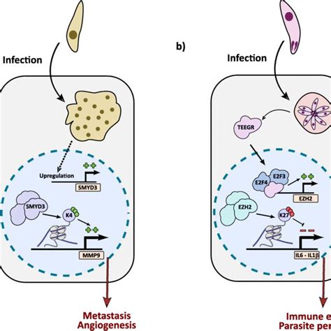 Apicomplexa Phylum Is A Large Assortment Of Single Cell Eukaryotic Download Scientific Diagram