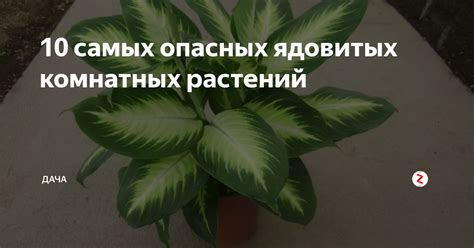 10 самых опасных ядовитых комнатных растений Дача Дзен