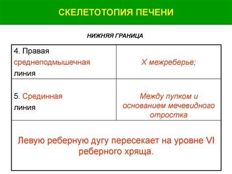 Крупные пищеварительные железы Печень поджелудочная железа желчный пузырь презентация онлайн