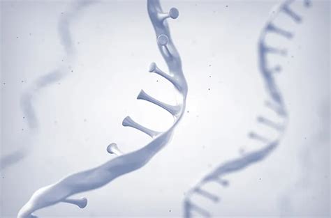 Kenalan Dengan Rna Struktur Dan Fungsinya