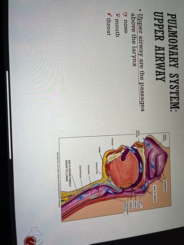 Module Pulmonary System Flashcards Quizlet