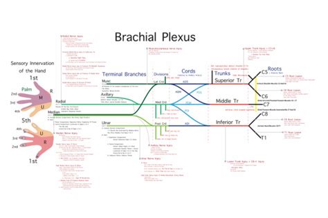 Brachial Plexus Lesion Guide Pdf