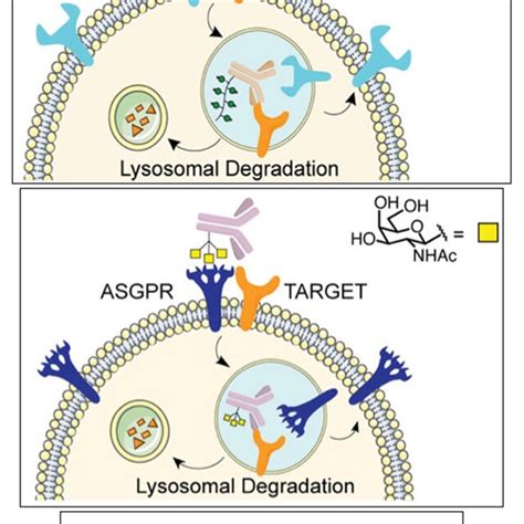 Egfr Dimerization A Structural Features Of The Dimeric Form Of Egfr