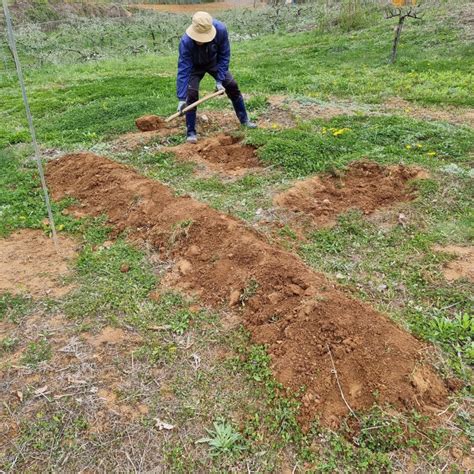 딸기 키우기 텃밭에 딸기모종 설향 심는 시기와 재배법 네이버 블로그