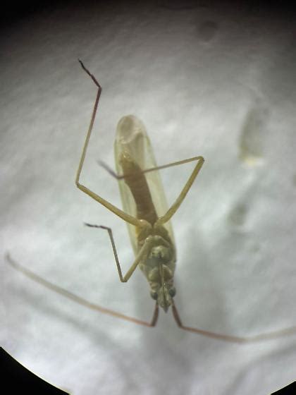 Hemiptera Bugguide Net