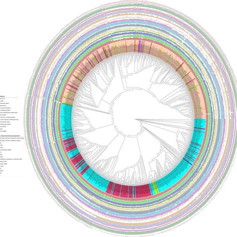 The Phylogenetic Tree Developed Using Multiple Sequence Alignment Of