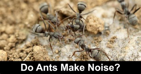 How Many Ants Are In A Colony SciFAQs