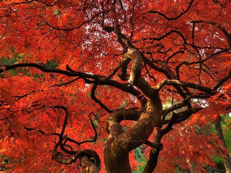 7 Great “specimen” Trees For Your Landscape Real Web Client News