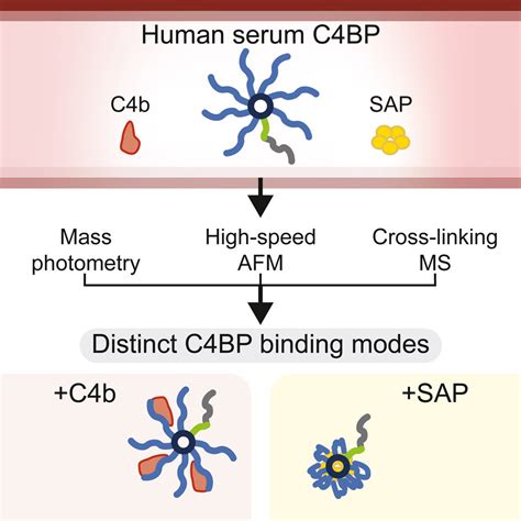 Structural Insights Into Complement Inhibition Visualizing Distinct