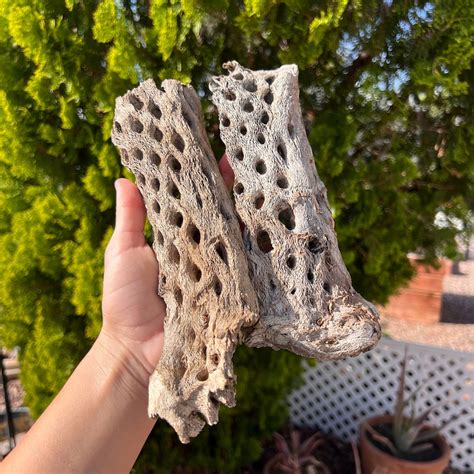 Cholla Wood Etsy