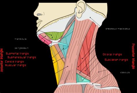 Flashcards 12 Thyroid Lump Quizlet